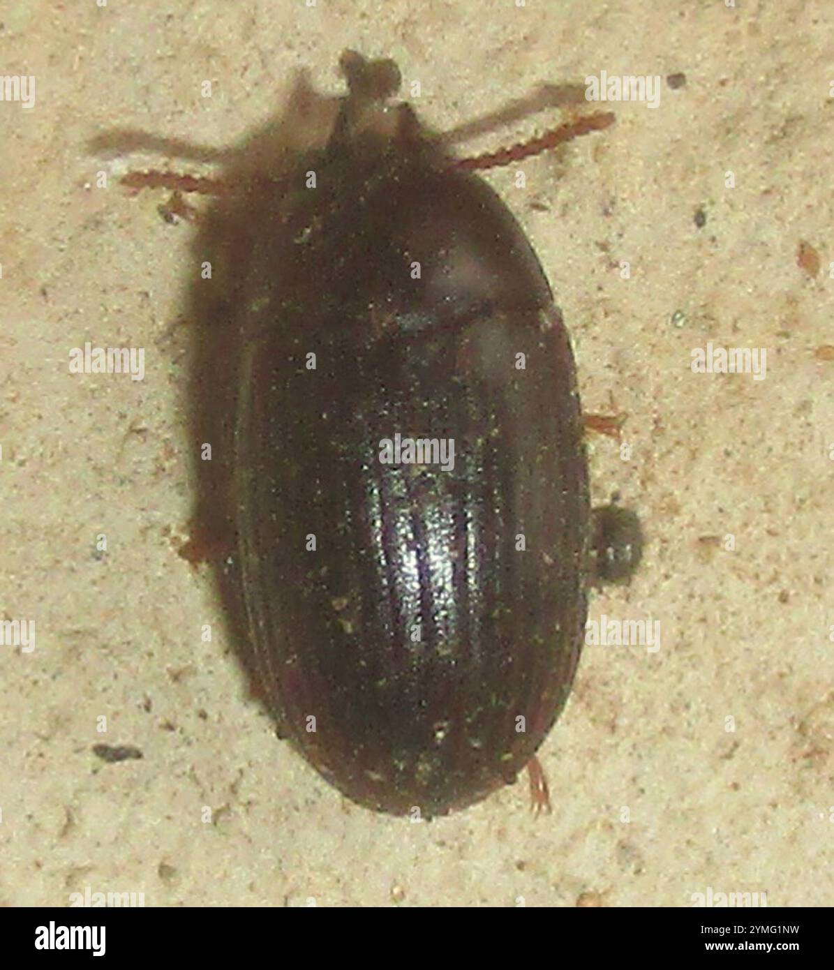 Diaperinae hi-res stock photography and images - Alamy