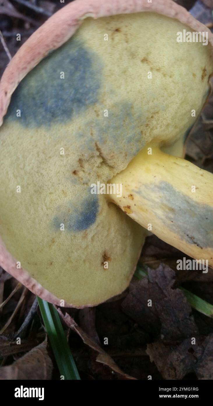 Two colored bolete hi-res stock photography and images - Alamy