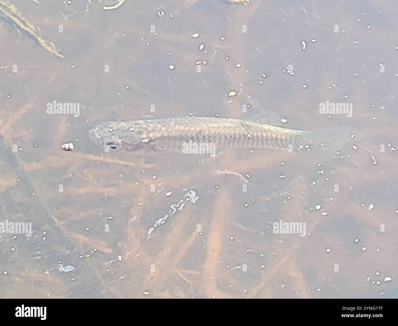 Western Mosquitofish (Gambusia affinis Stock Photo - Alamy
