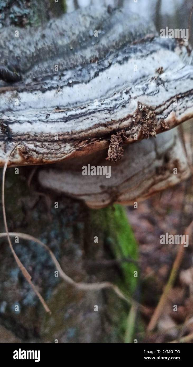 Willow Bracket (Phellinus igniarius Stock Photo - Alamy