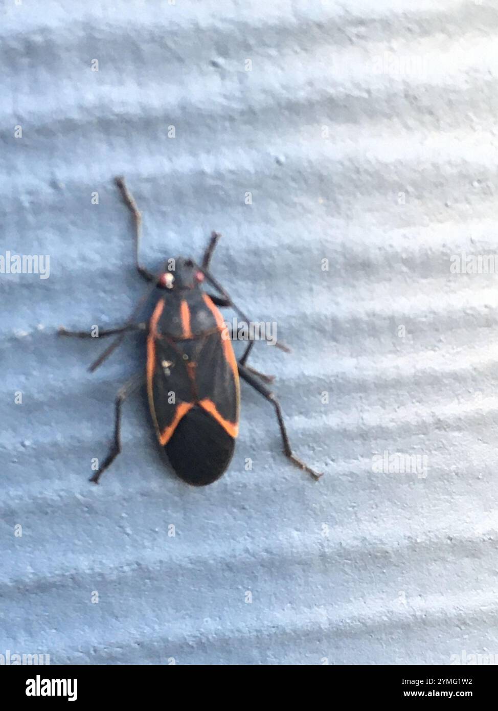Eastern Boxelder Bug (Boisea trivittata Stock Photo - Alamy