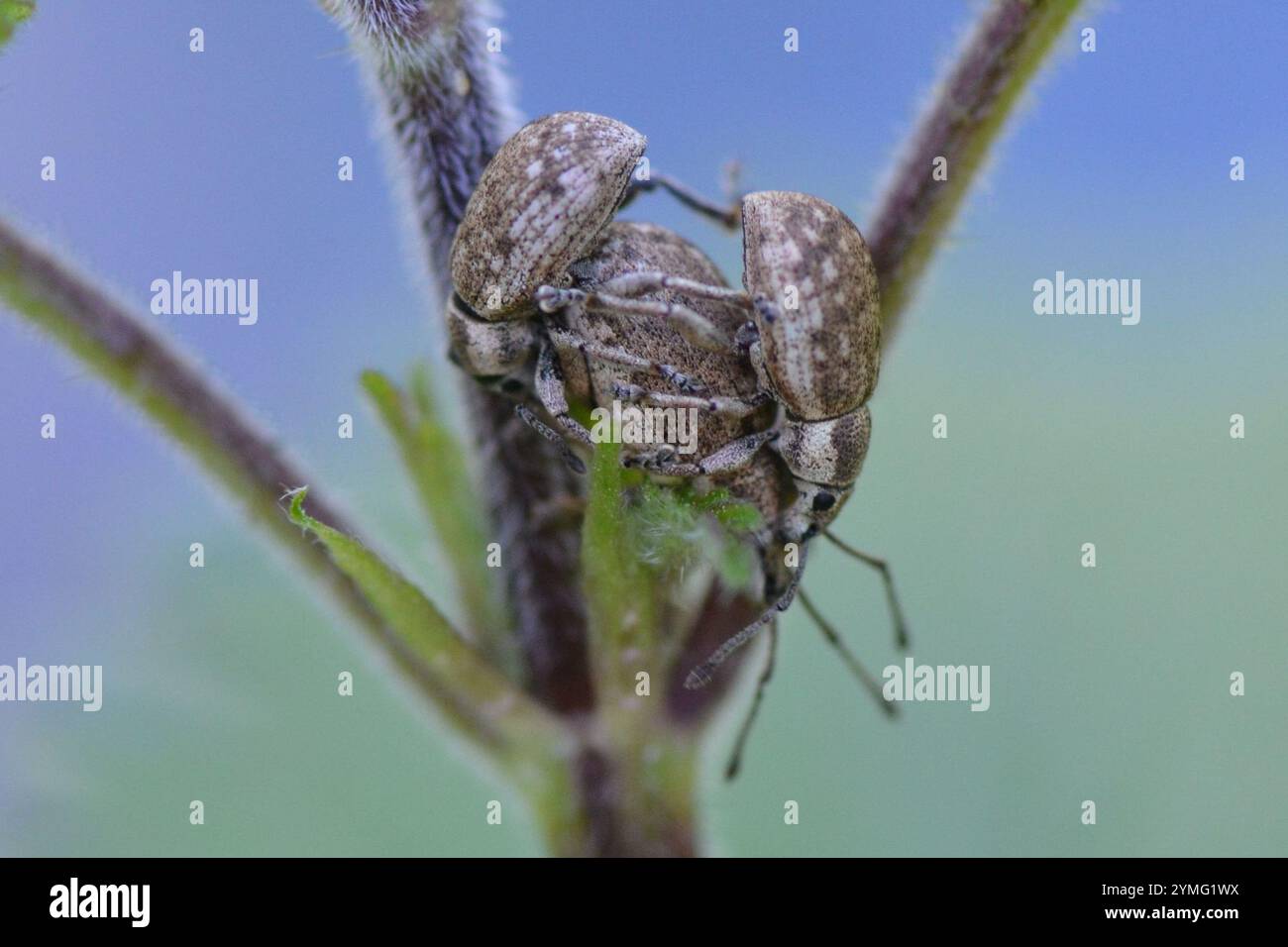 Sphaeroides hi-res stock photography and images - Alamy