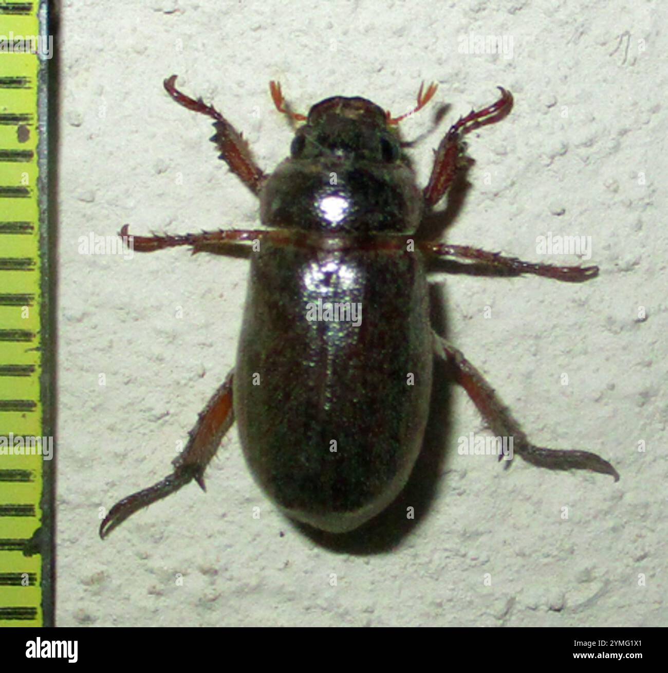 Adoretus hi-res stock photography and images - Alamy