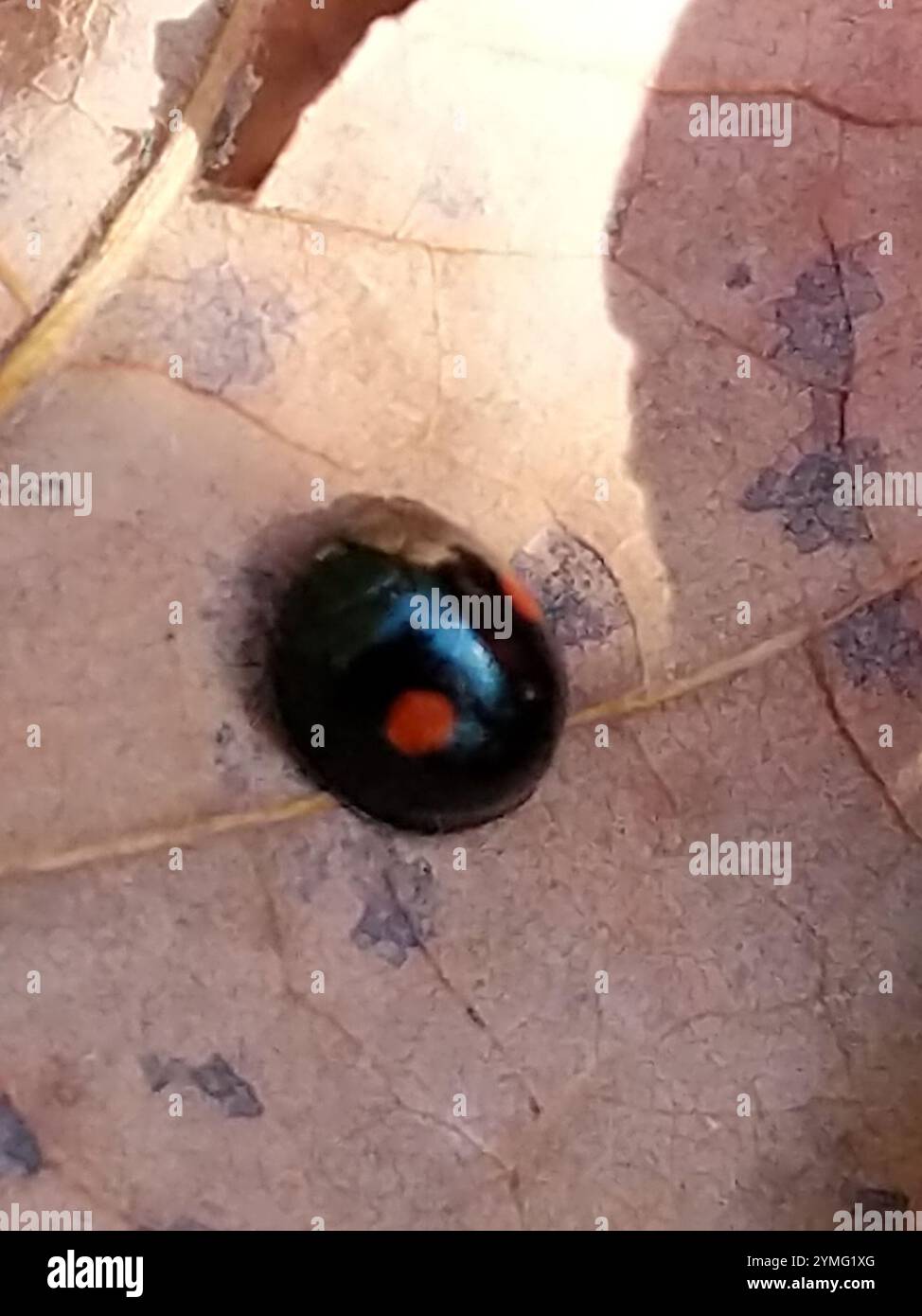 Twice-stabbed Lady Beetle (Chilocorus stigma Stock Photo - Alamy