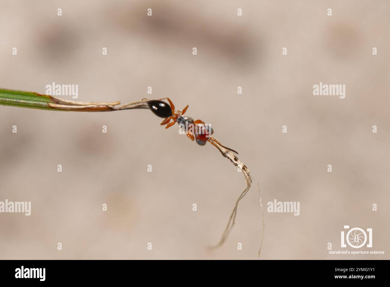 Pincer Wasps (Dryinidae Stock Photo - Alamy