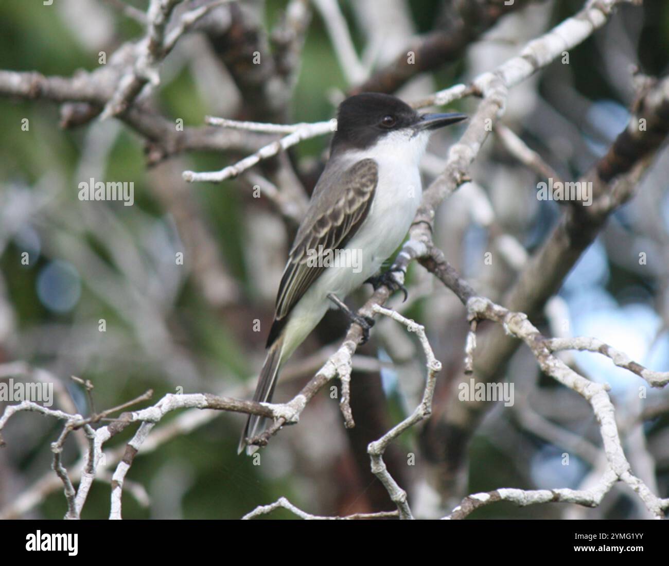 Loggerhead Kingbird (Tyrannus caudifasciatus Stock Photo - Alamy