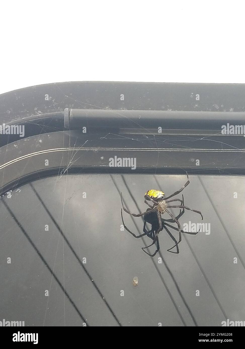 Hawaiian garden spider hi-res stock photography and images - Alamy