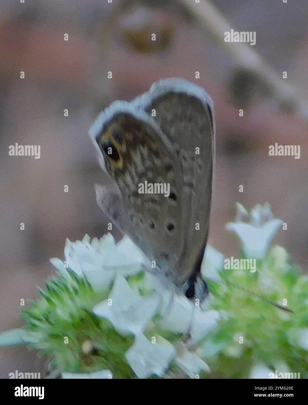 Ceraunus Blue (Hemiargus ceraunus Stock Photo - Alamy