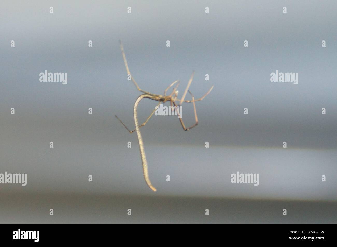 Whip Spider (Ariamnes colubrinus Stock Photo - Alamy