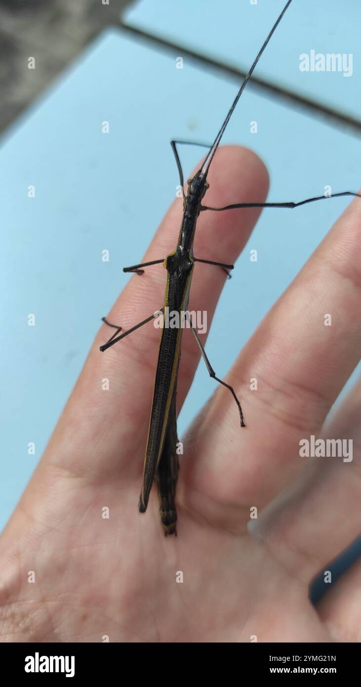 Paraphasma hi-res stock photography and images - Alamy