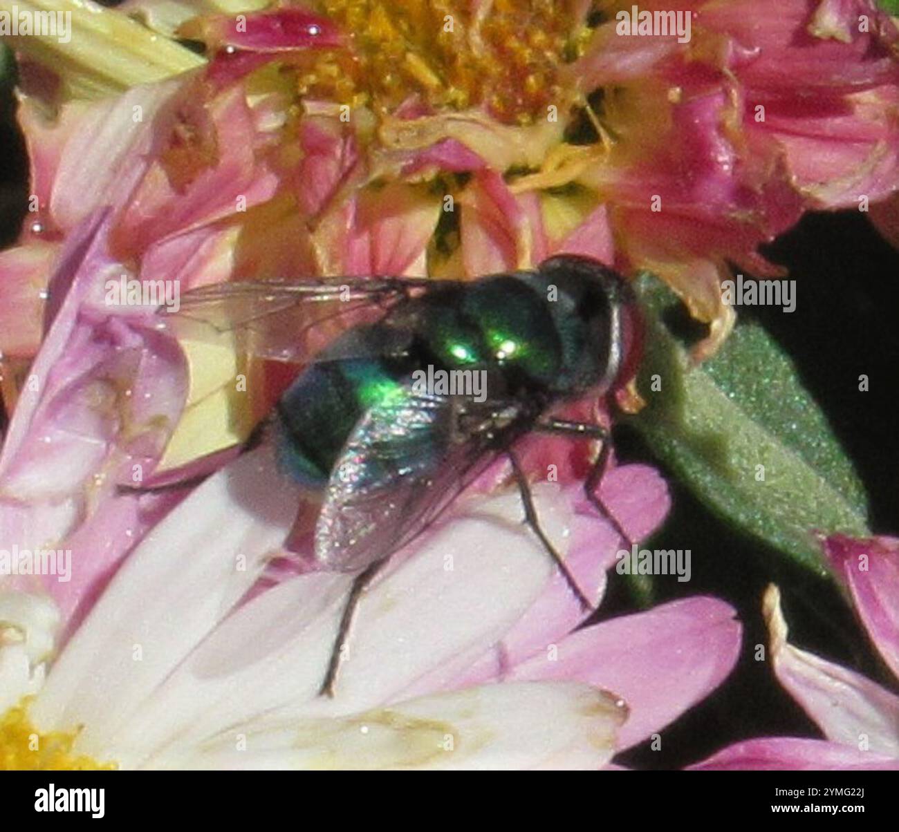 Hairy Maggot Blow Fly (Chrysomya rufifacies Stock Photo - Alamy