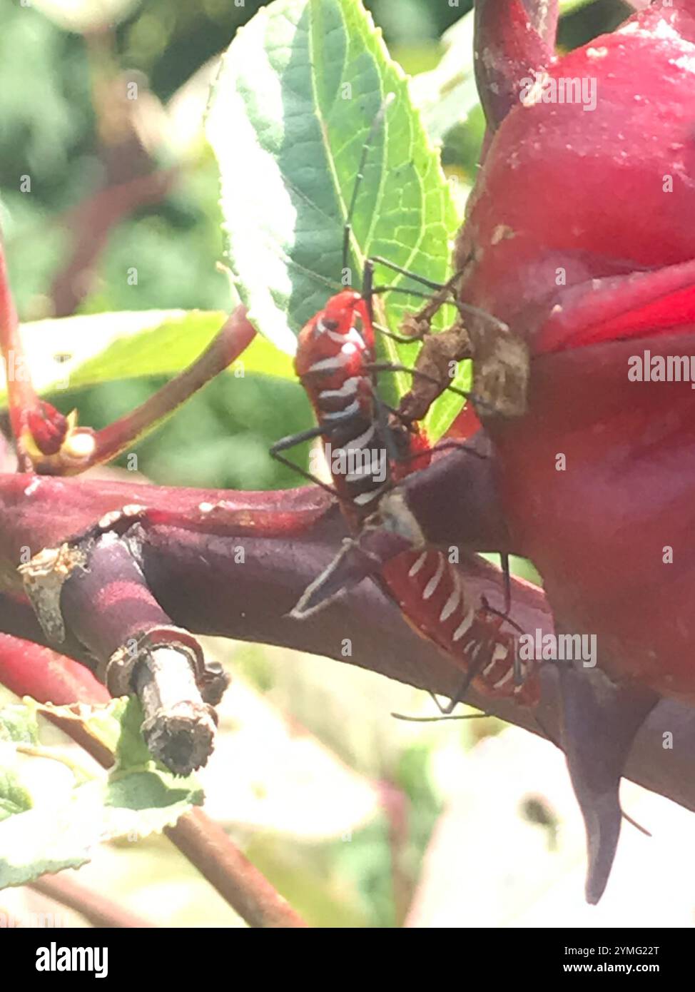 Indian Cotton Stainer (Dysdercus cingulatus Stock Photo - Alamy