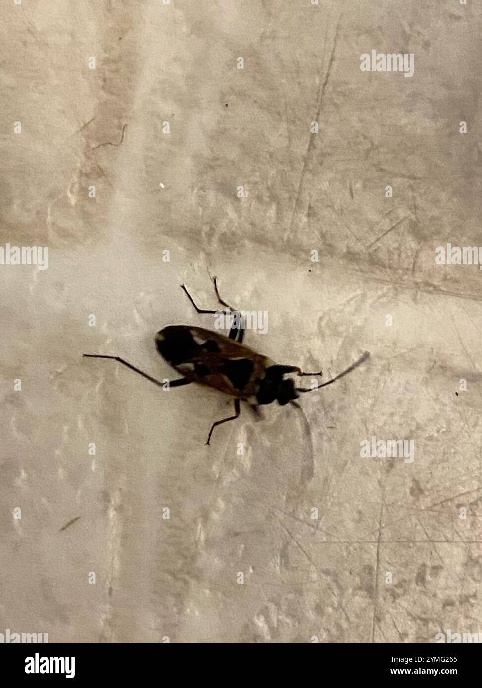 bright-spotted groundbug (Rhyparochromus vulgaris Stock Photo - Alamy