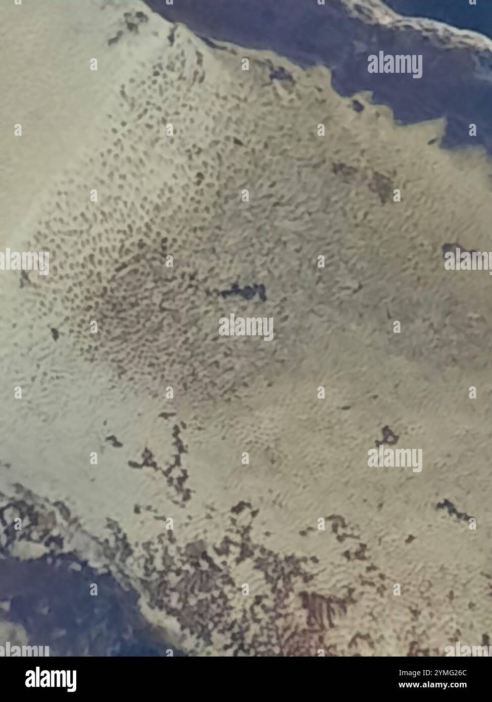 Resinous Polypore (Ischnoderma resinosum Stock Photo - Alamy