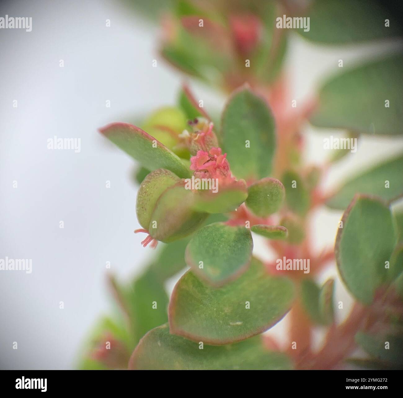 limestone sandmat (Euphorbia blodgettii Stock Photo - Alamy