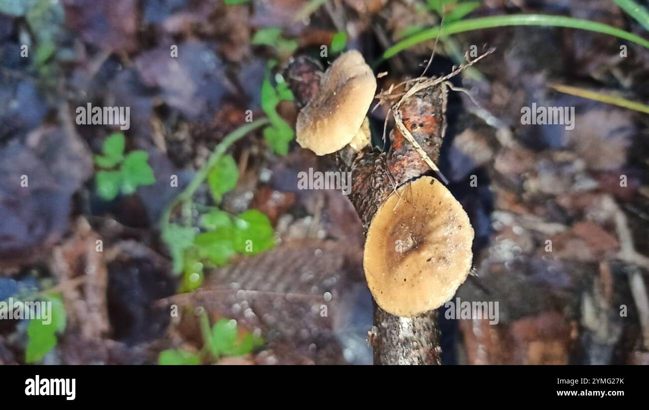 Winter polypore (Lentinus brumalis Stock Photo - Alamy
