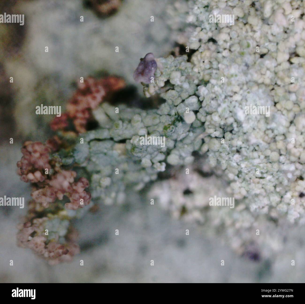 Scale Beret Lichen (Baeomyces carneus Stock Photo - Alamy
