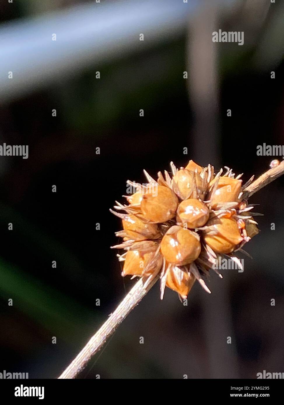 Leathery Rush (Juncus coriaceus Stock Photo - Alamy