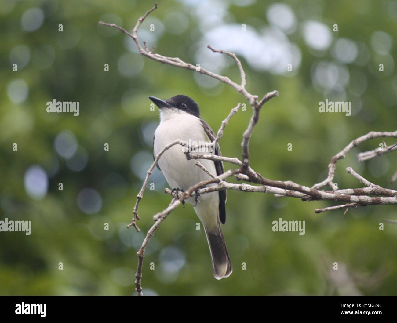 Loggerhead Kingbird (Tyrannus caudifasciatus Stock Photo - Alamy