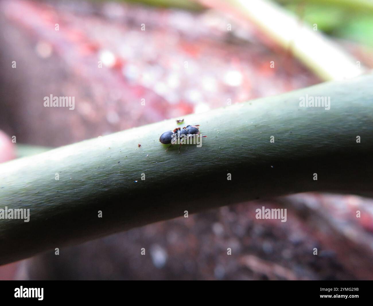 Turtle Ants (Cephalotes Stock Photo - Alamy