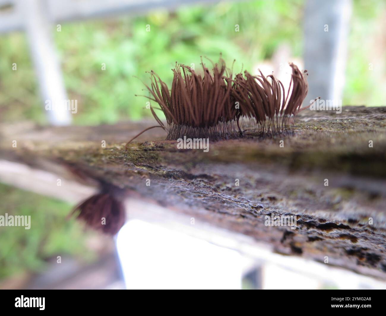 Stemonitis axifera hi-res stock photography and images - Alamy
