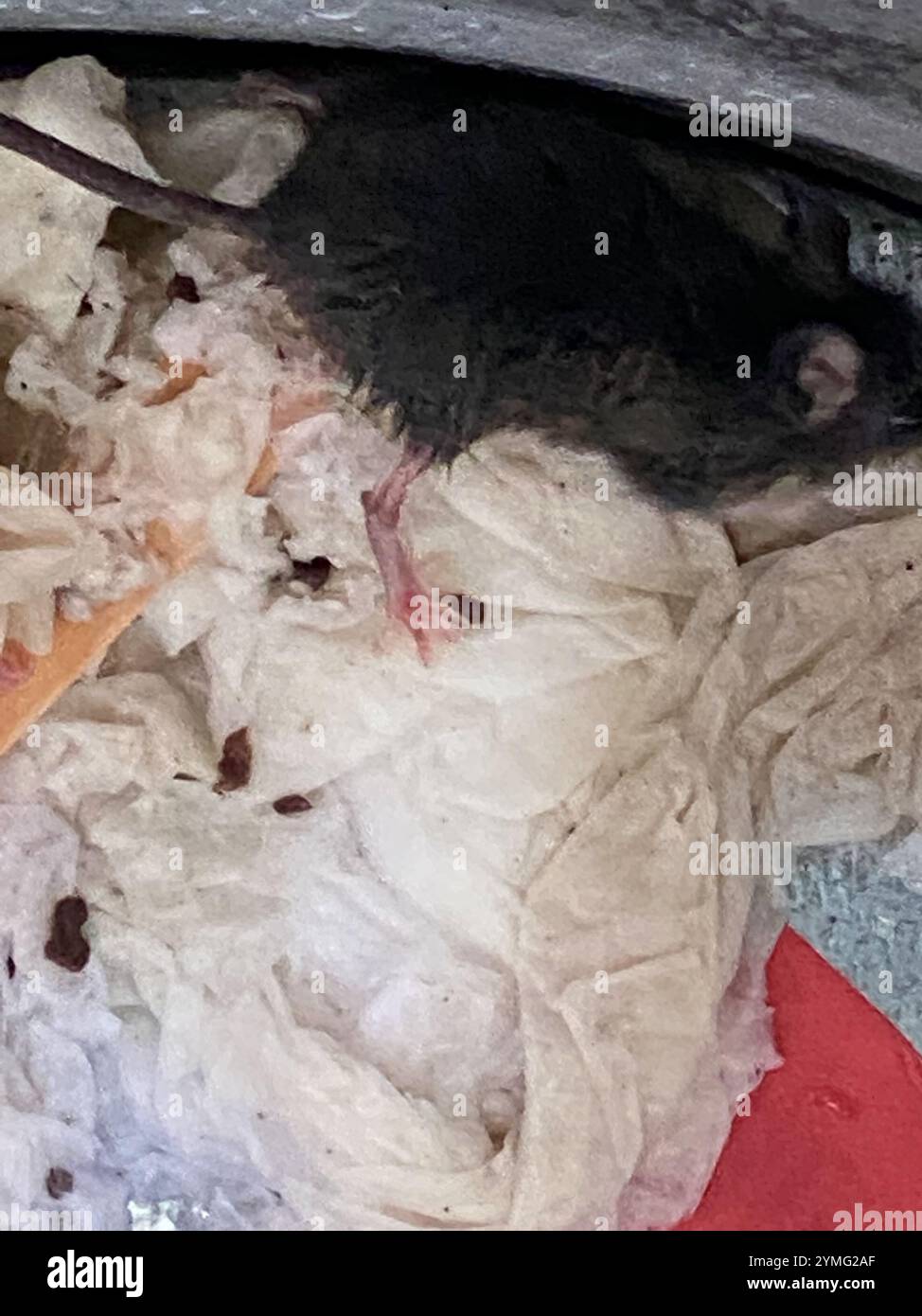 Western deer mouse hi-res stock photography and images - Alamy