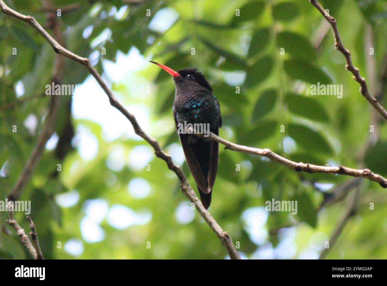 Red-billed Streamertail (Trochilus polytmus Stock Photo - Alamy