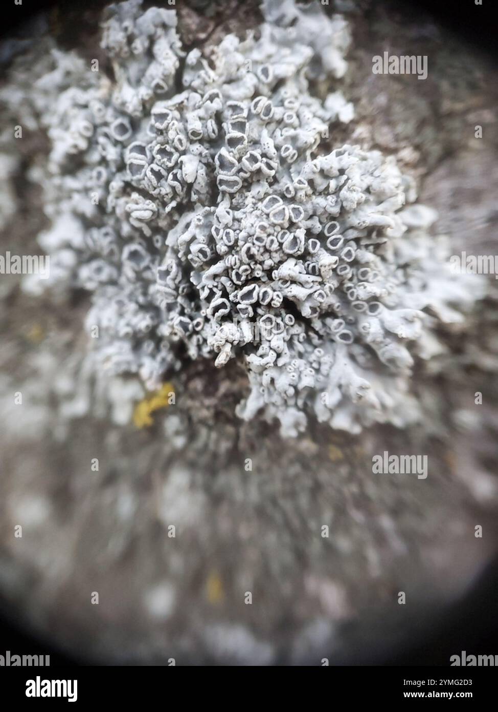 common lichens (Lecanoromycetes Stock Photo - Alamy
