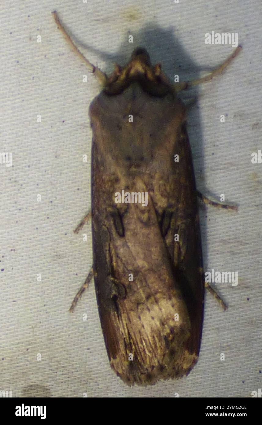 Ipsilon Dart Moth (Agrotis ipsilon Stock Photo - Alamy