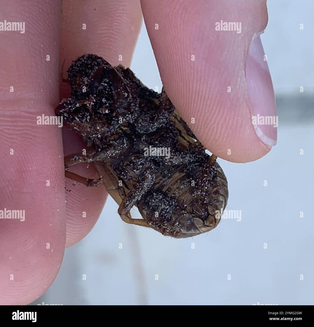 Typical Cicadas (Cicadidae Stock Photo - Alamy