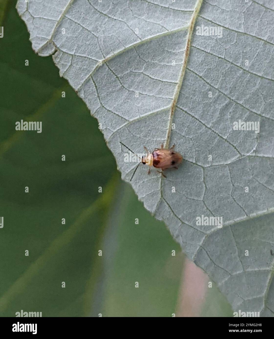 Red-shouldered Leaf Beetle (Monolepta australis Stock Photo - Alamy