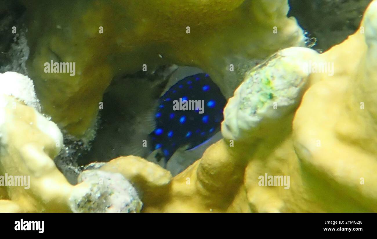 Yellowtail Damselfish (Microspathodon chrysurus Stock Photo - Alamy