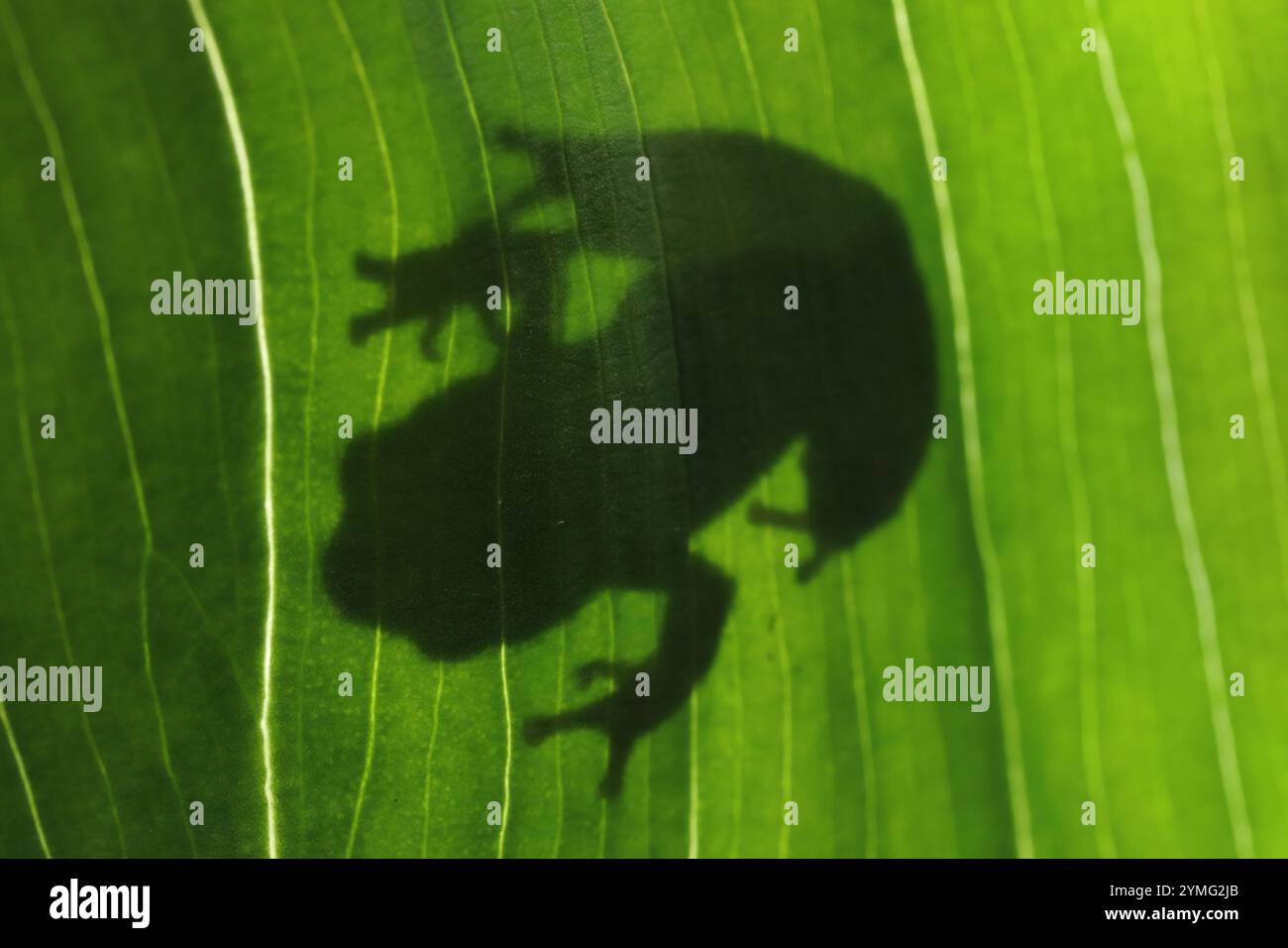 Painted Reed Frog (Hyperolius marmoratus Stock Photo - Alamy