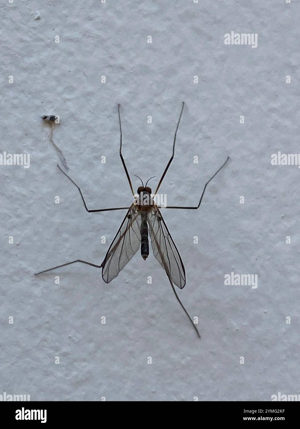 Blephariceridae hi-res stock photography and images - Alamy