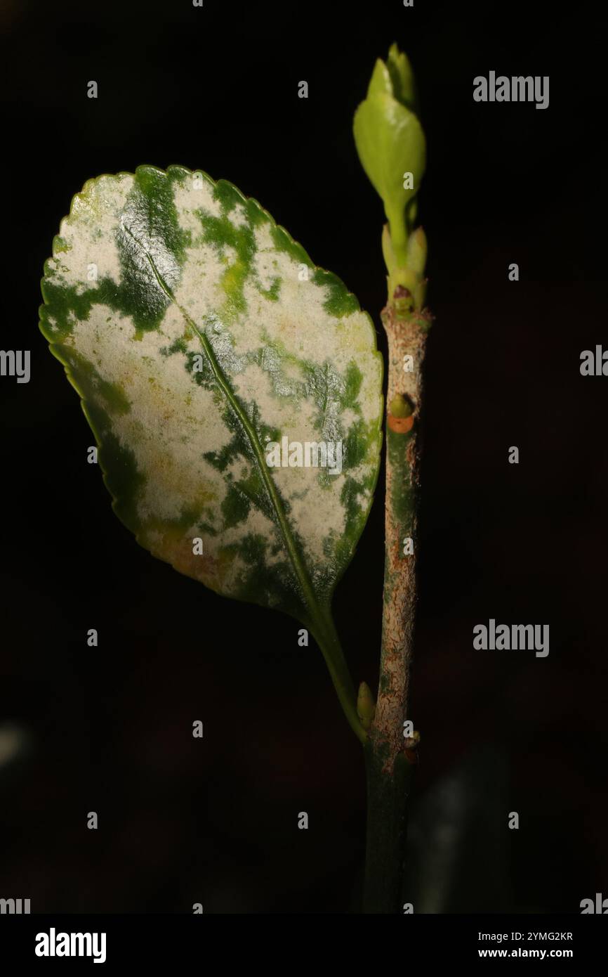 Spindletree powdery mildew (Erysiphe euonymicola Stock Photo - Alamy