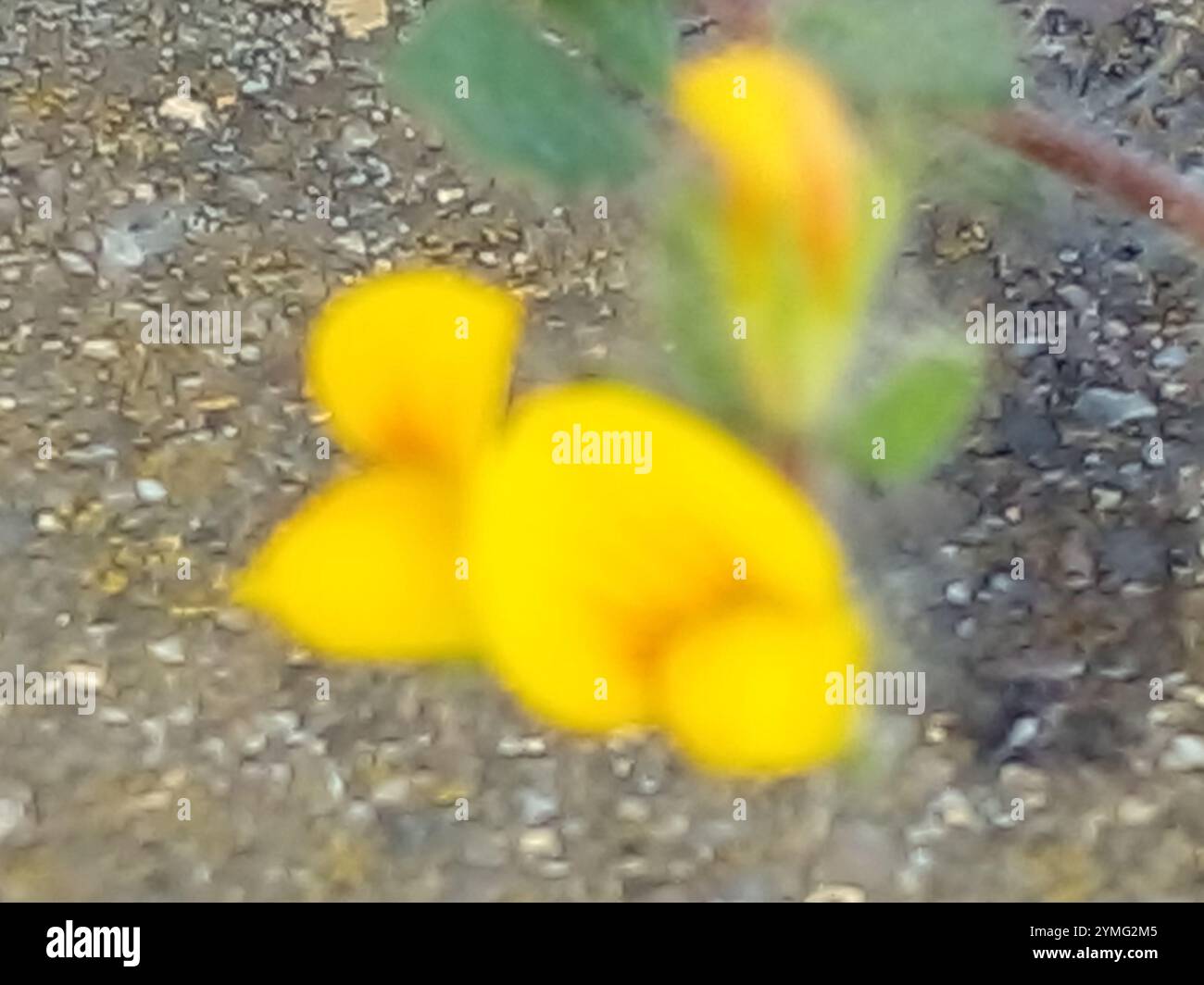 Hairy Bird's-foot-trefoil (Lotus subbiflorus Stock Photo - Alamy