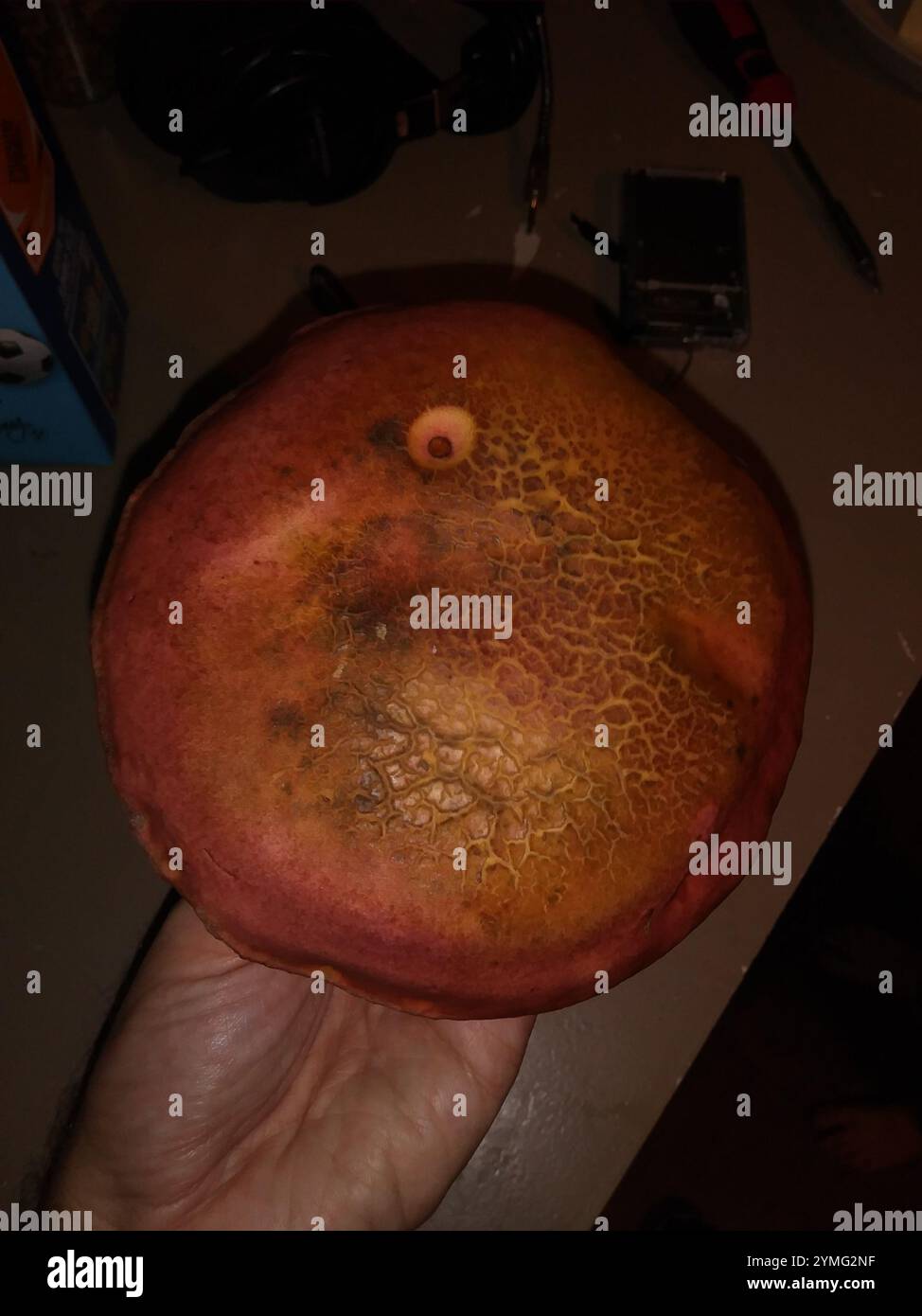 Butter Boletes (Butyriboletus Stock Photo - Alamy