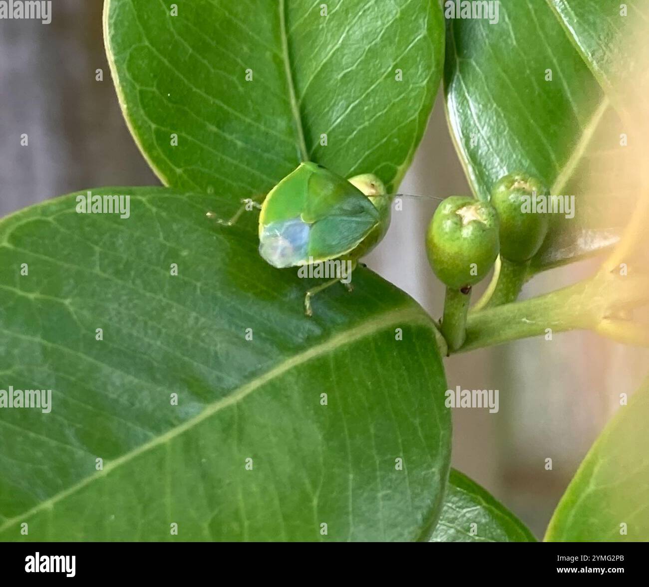 New Zealand Vegetable Bug (Glaucias amyoti Stock Photo - Alamy