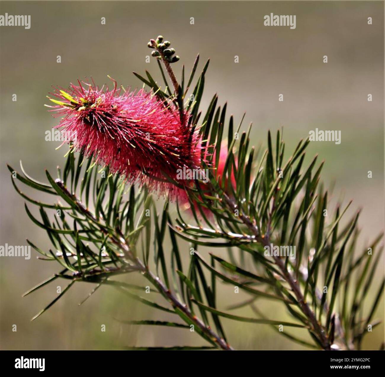 Narrow-leaved Bottlebrush (Melaleuca linearis Stock Photo - Alamy