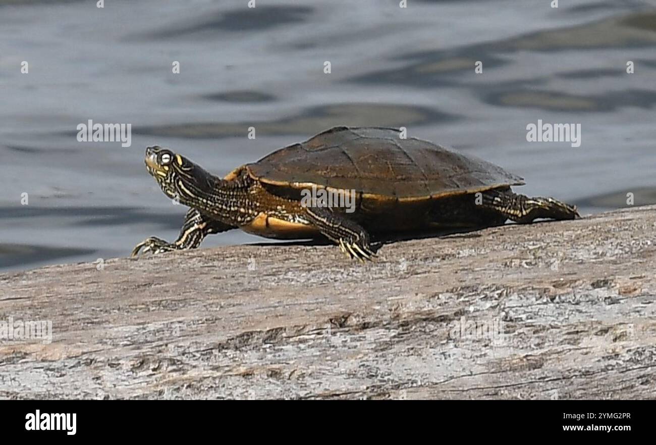 Ouachita map hi-res stock photography and images - Alamy