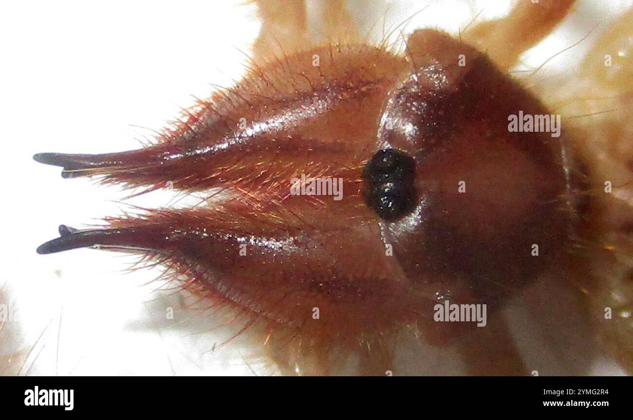 Solifuges hi-res stock photography and images - Alamy