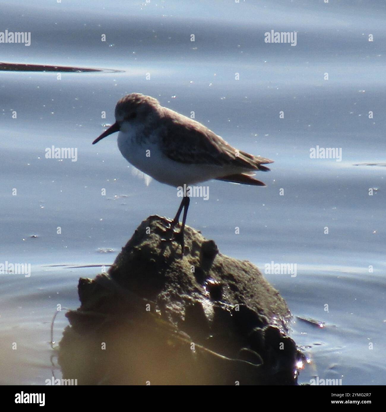Western Sandpiper (Calidris mauri Stock Photo - Alamy