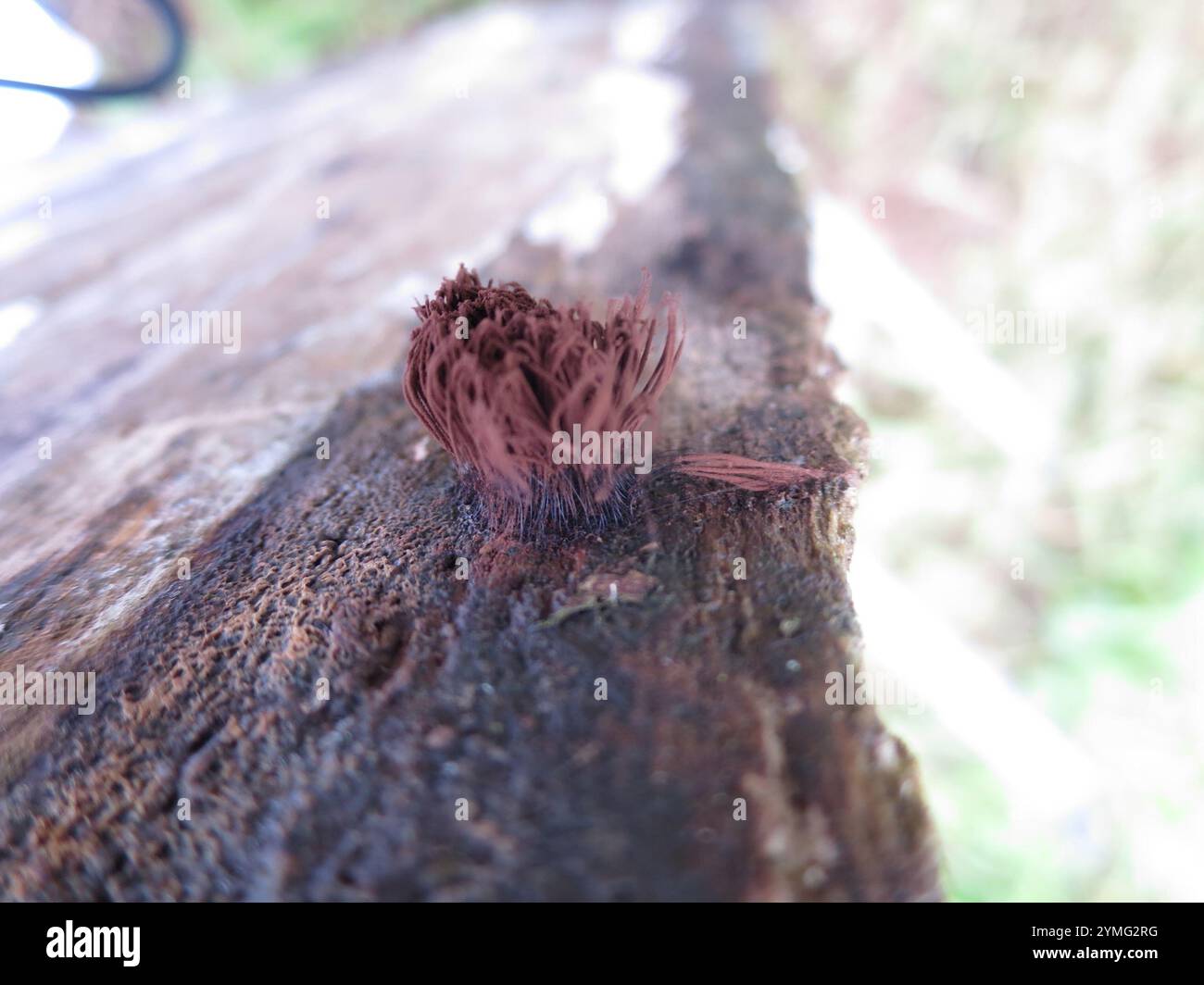 Stemonitis axifera hi-res stock photography and images - Alamy