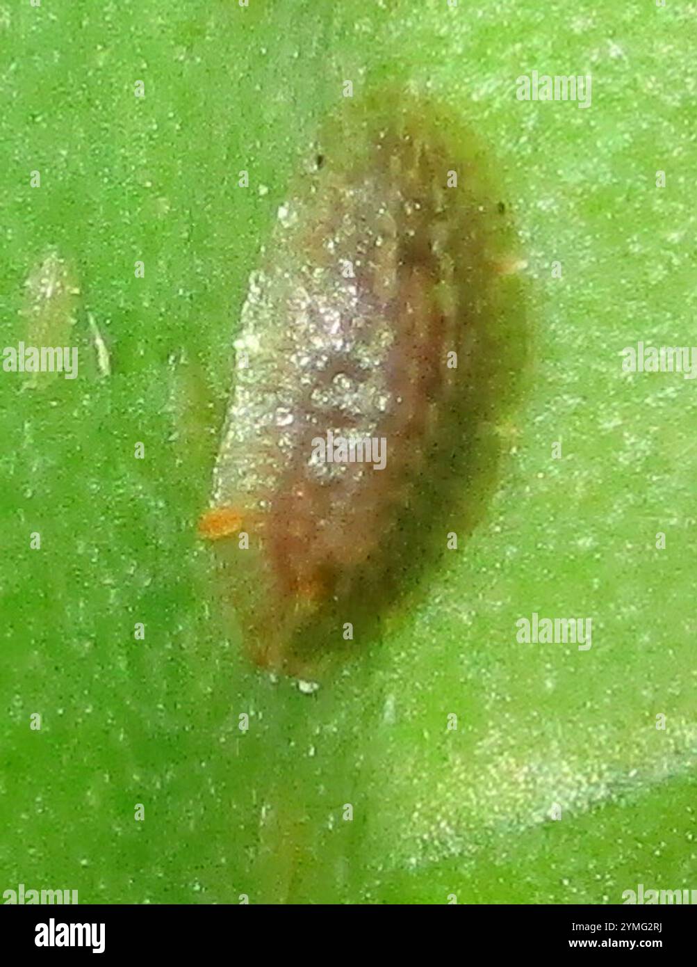 Soft scales (Coccidae Stock Photo - Alamy