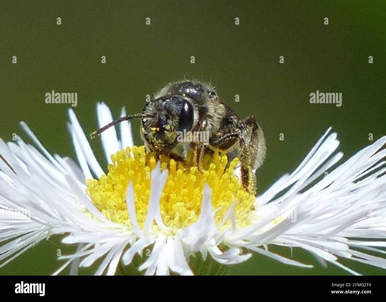 Mining Bees (Andrena Stock Photo - Alamy
