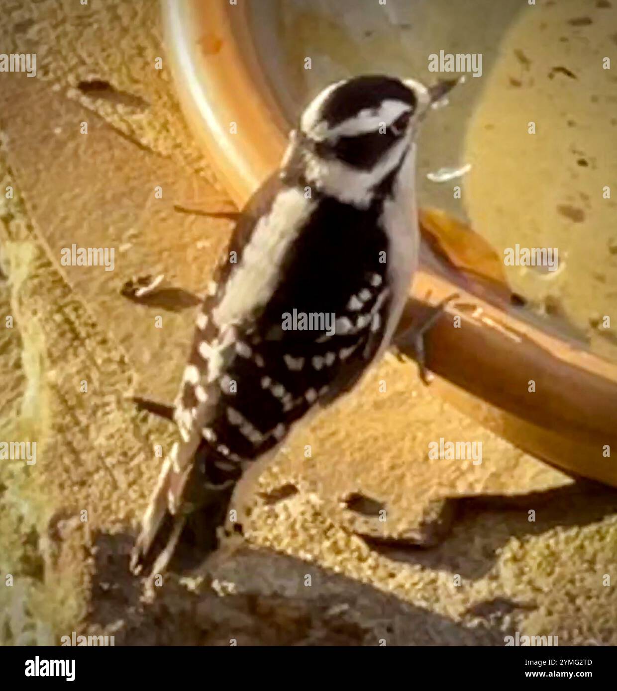Downy Woodpecker (Dryobates pubescens Stock Photo - Alamy