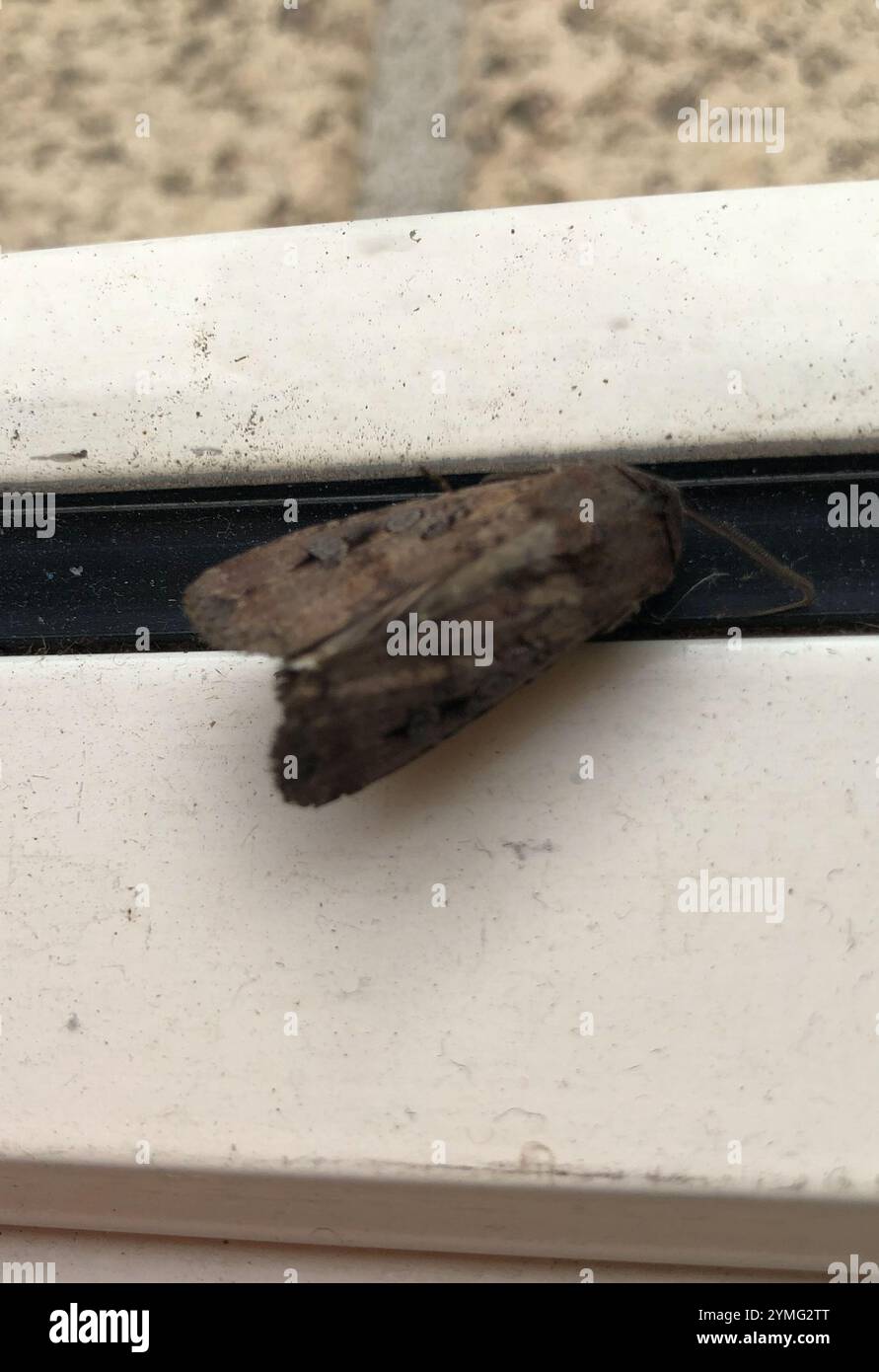 Bogong Moth (Agrotis infusa Stock Photo - Alamy