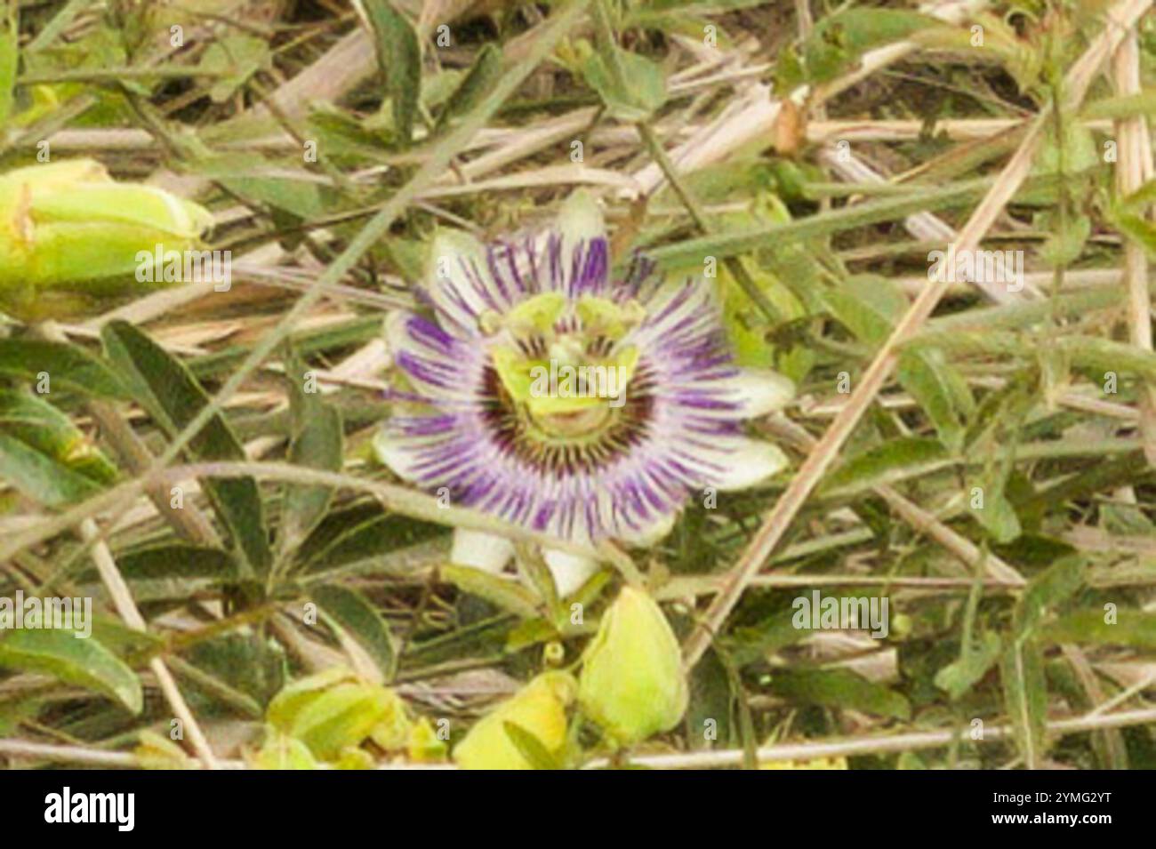 Bluecrown passionflower (Passiflora caerulea Stock Photo - Alamy