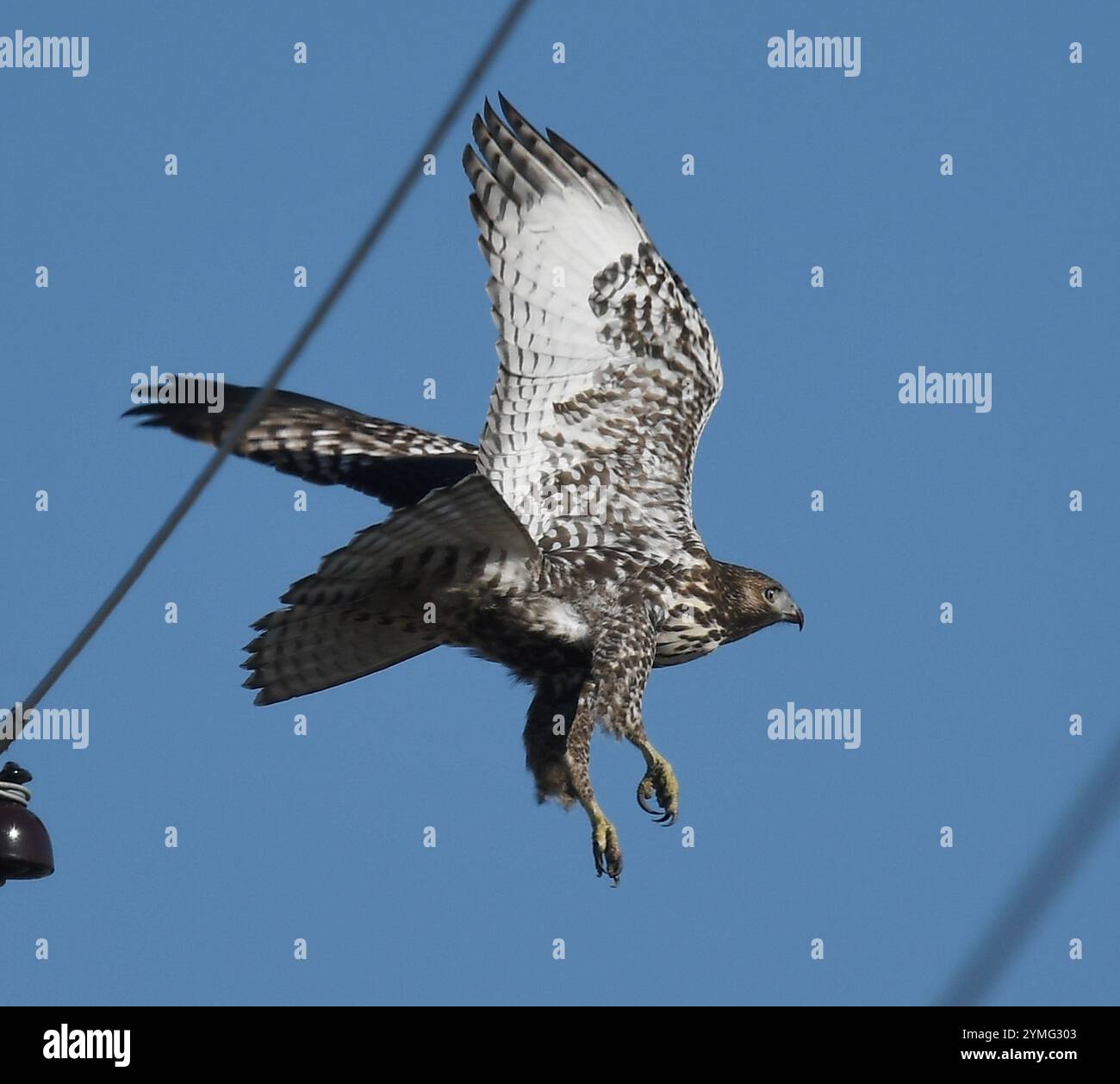 Harlan's Hawk (Buteo jamaicensis harlani Stock Photo - Alamy