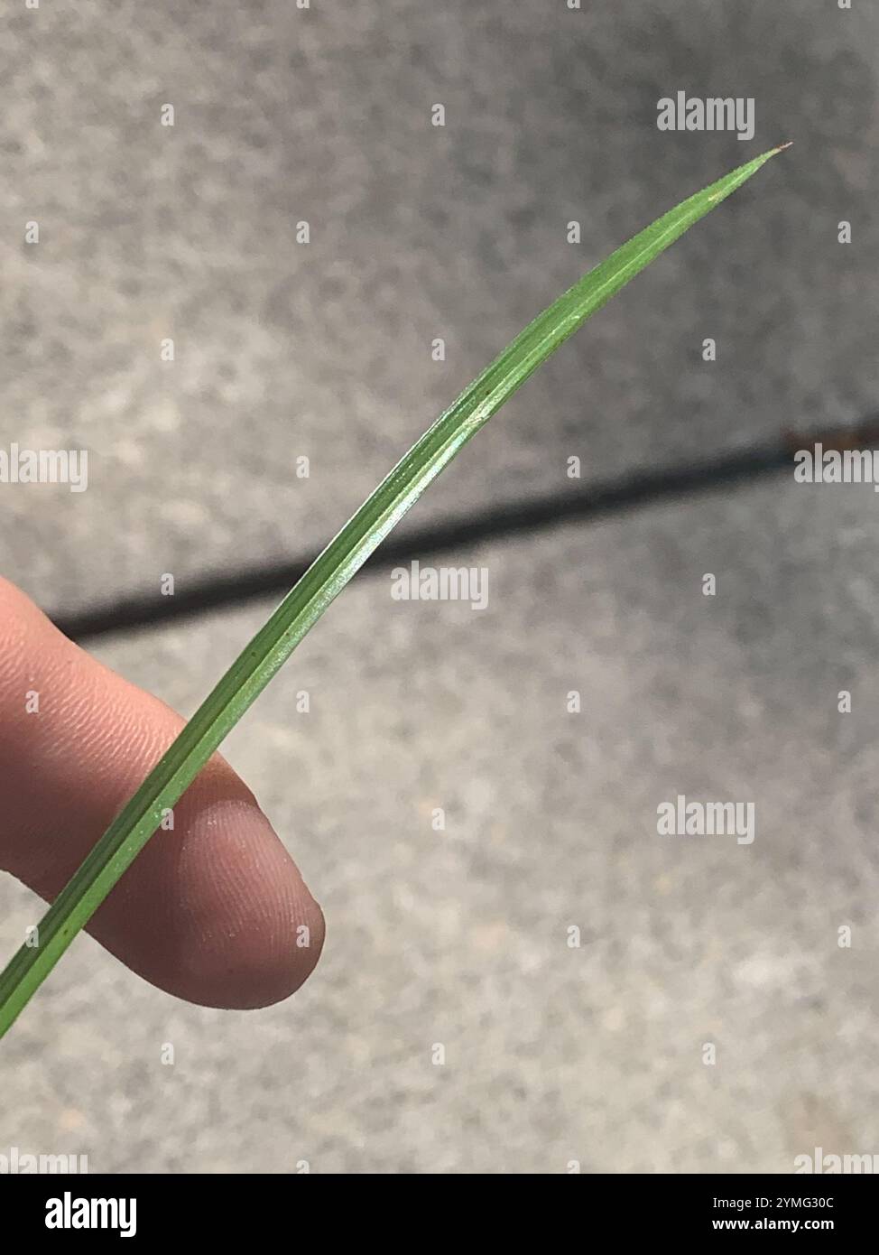 Shortleaf Spikesedge (Cyperus brevifolius Stock Photo - Alamy